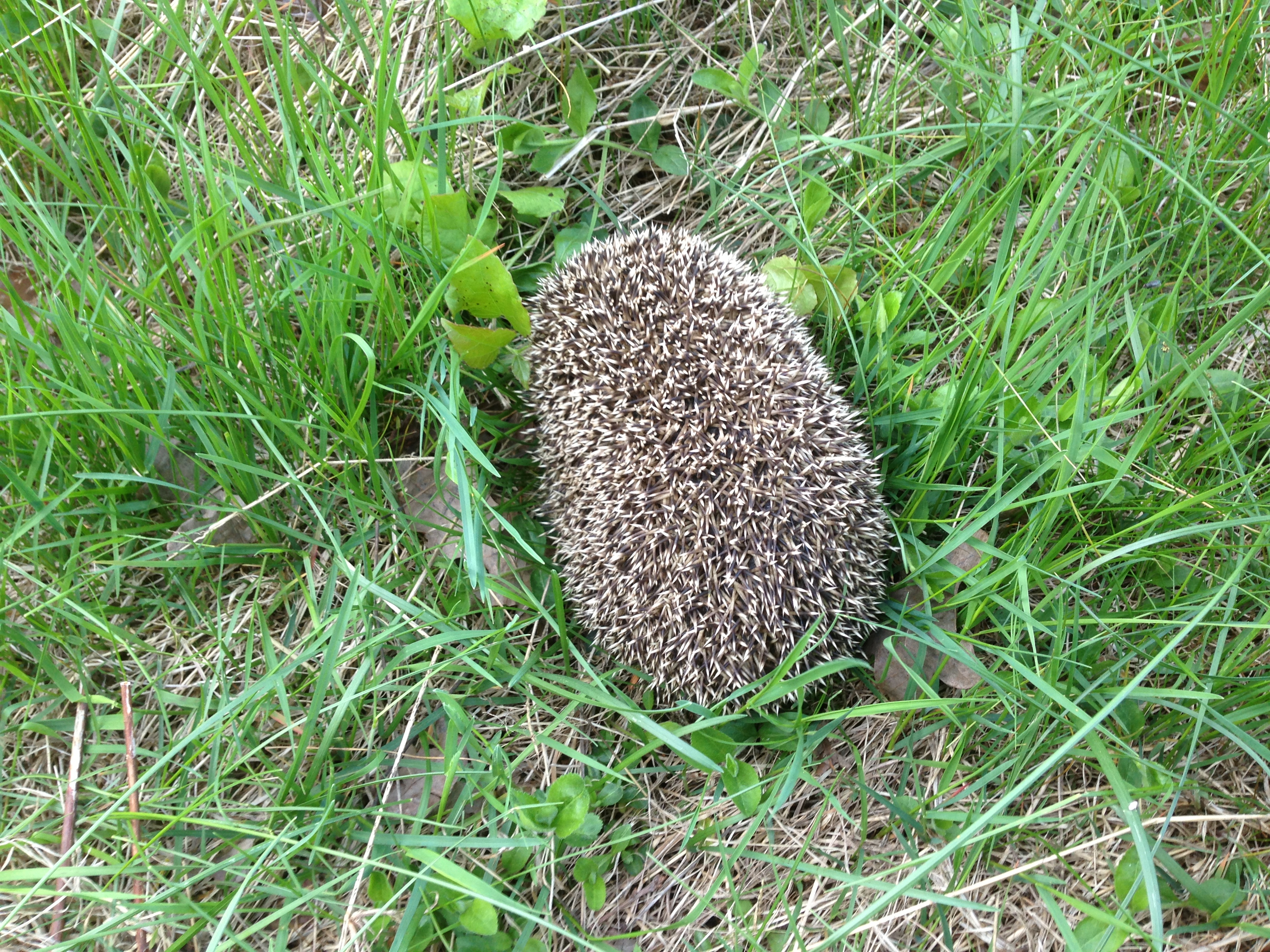 Vuoden ensimmäinen siili