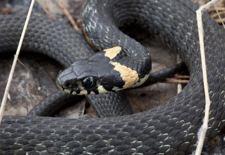 Kyy vai rantakäärme? Tunnista käärmeet