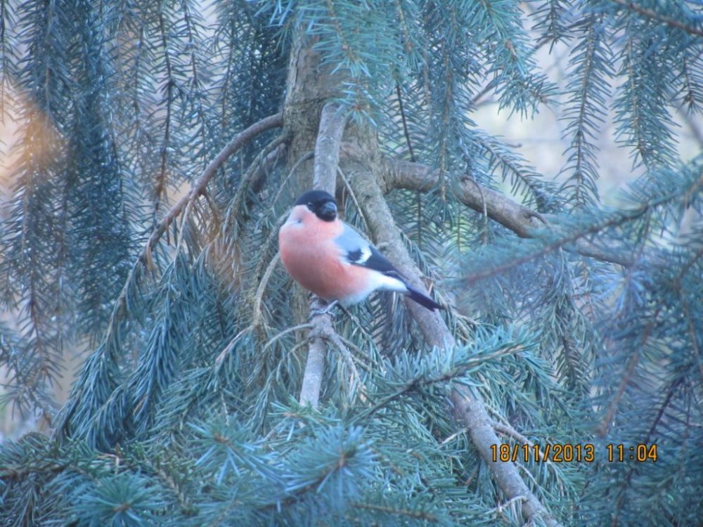 Punatulkku ruokintapaikalla