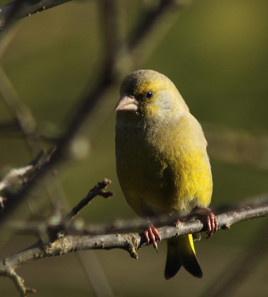 Viherpeippo oksallaan