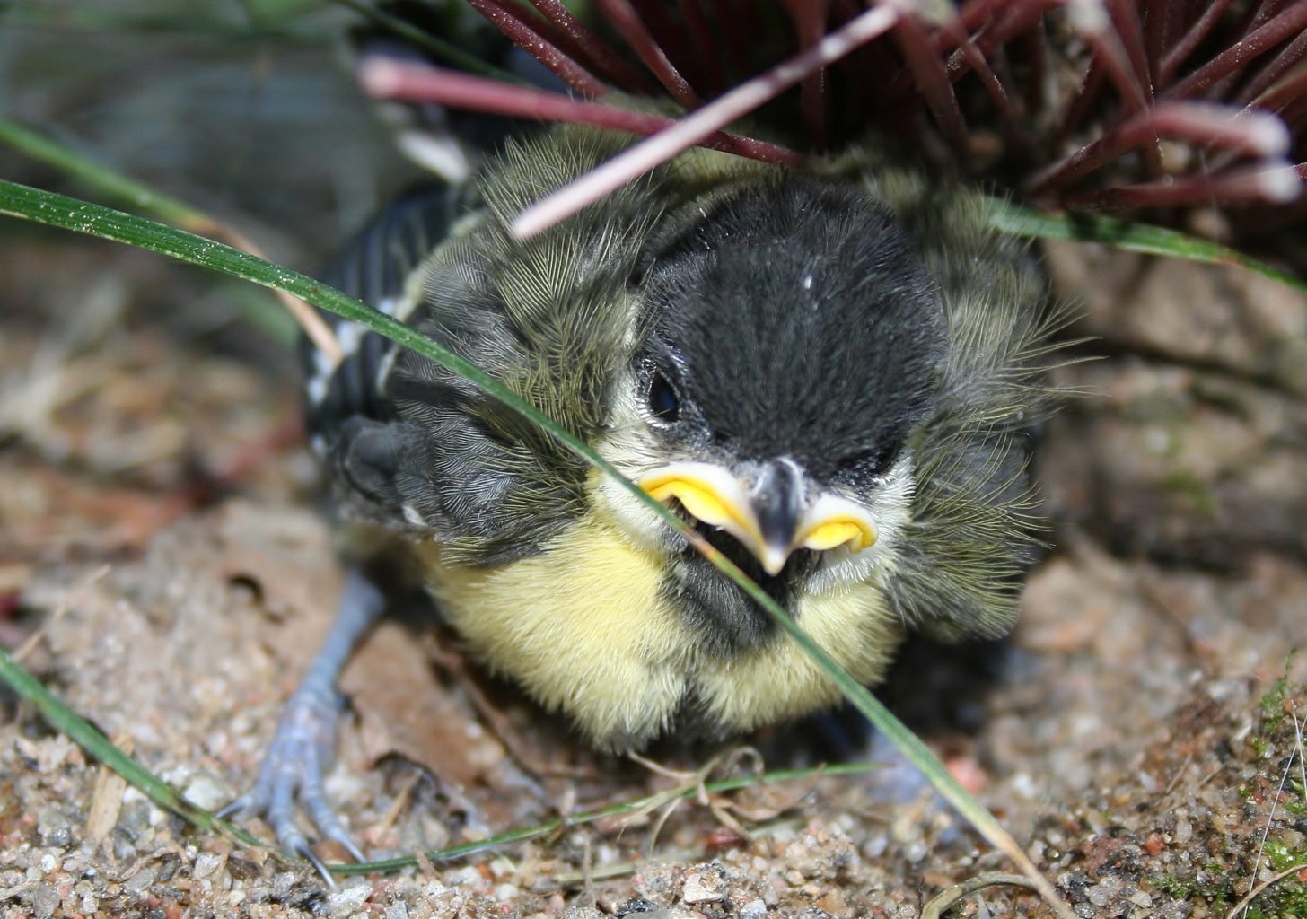 Talitiaisen poikanen