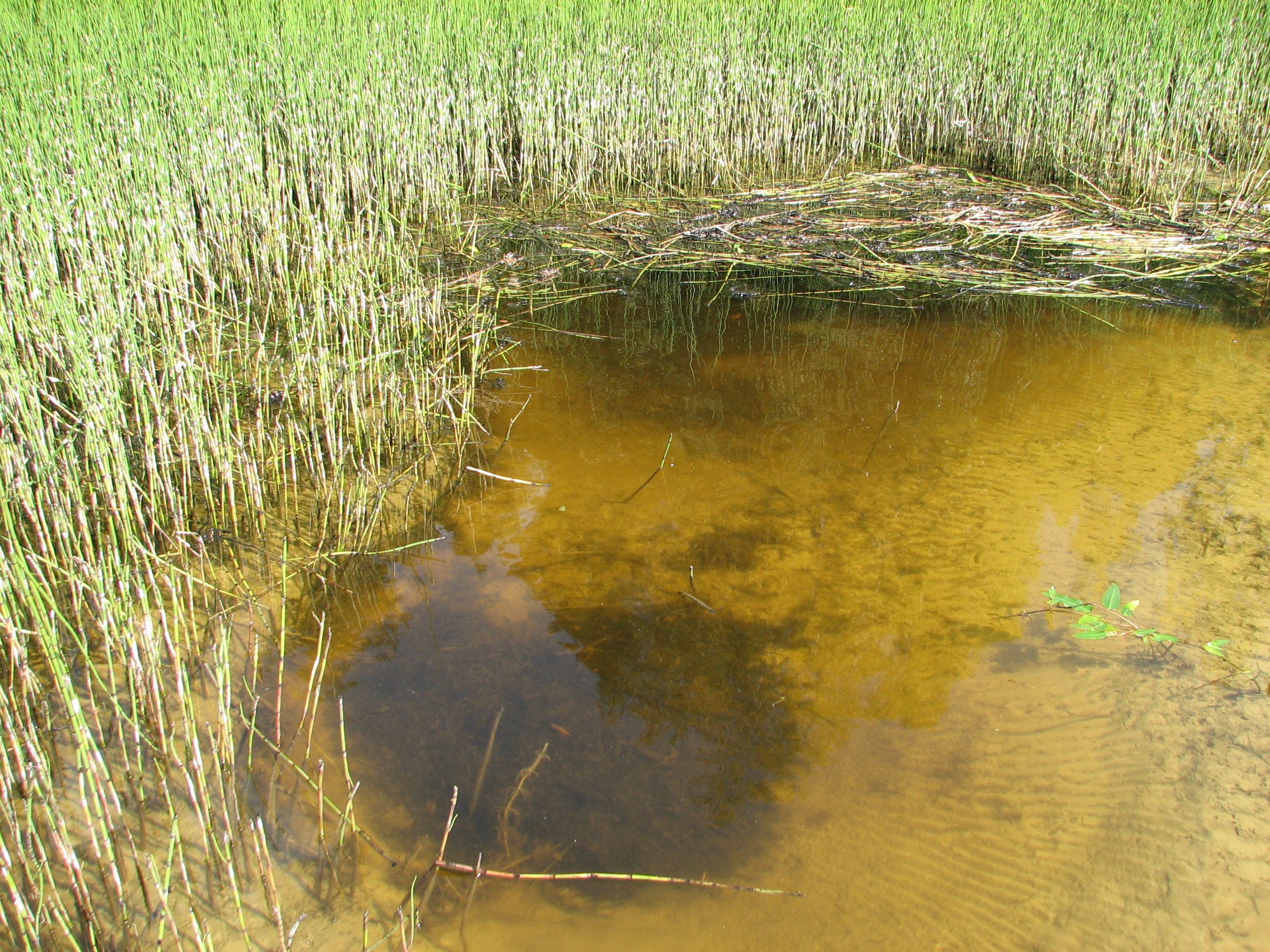 Joutsen rehevöitymishaittojen torjujana