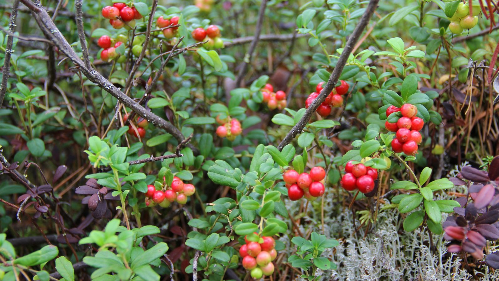 Puolukka kypsyy hiljalleen