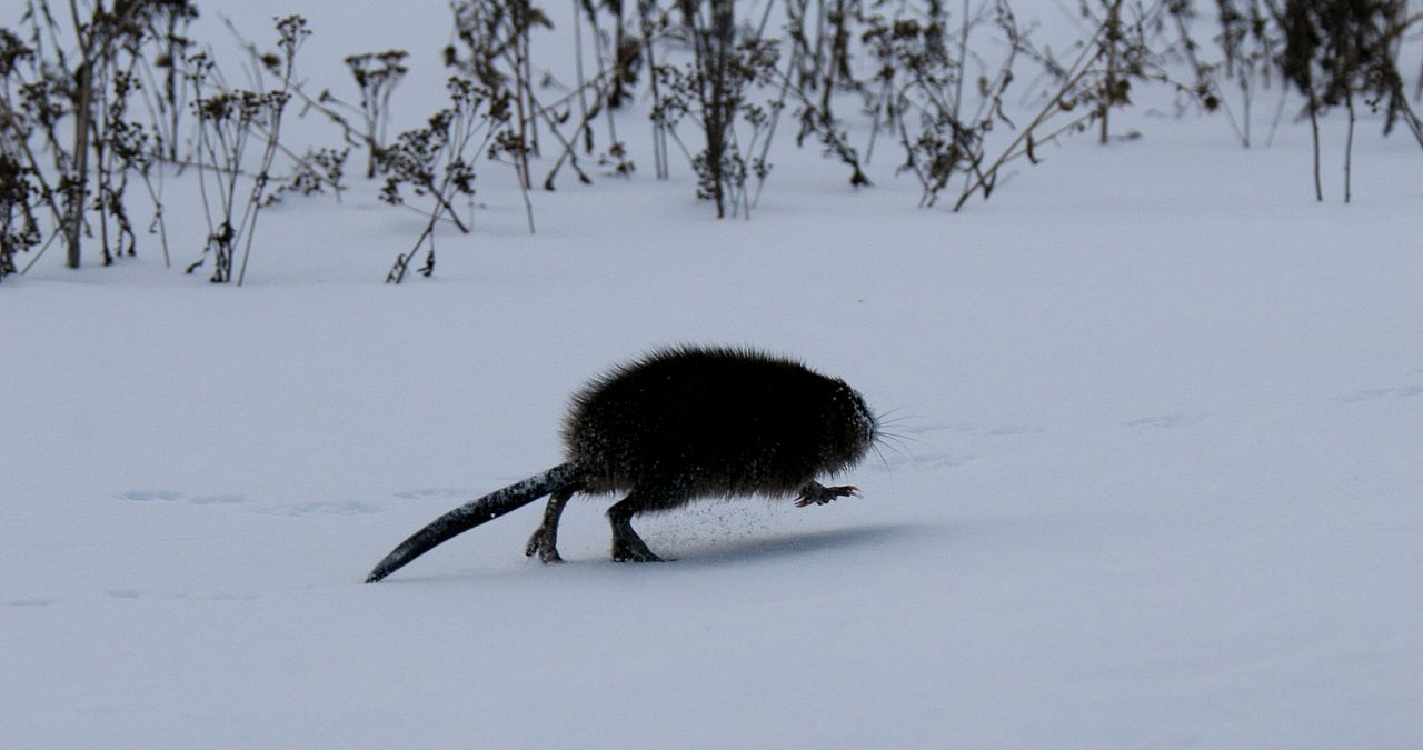 Suomen Luonto - Piisami