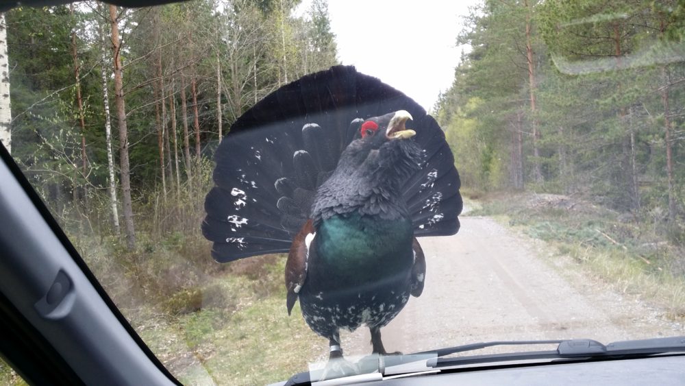Ukkometso