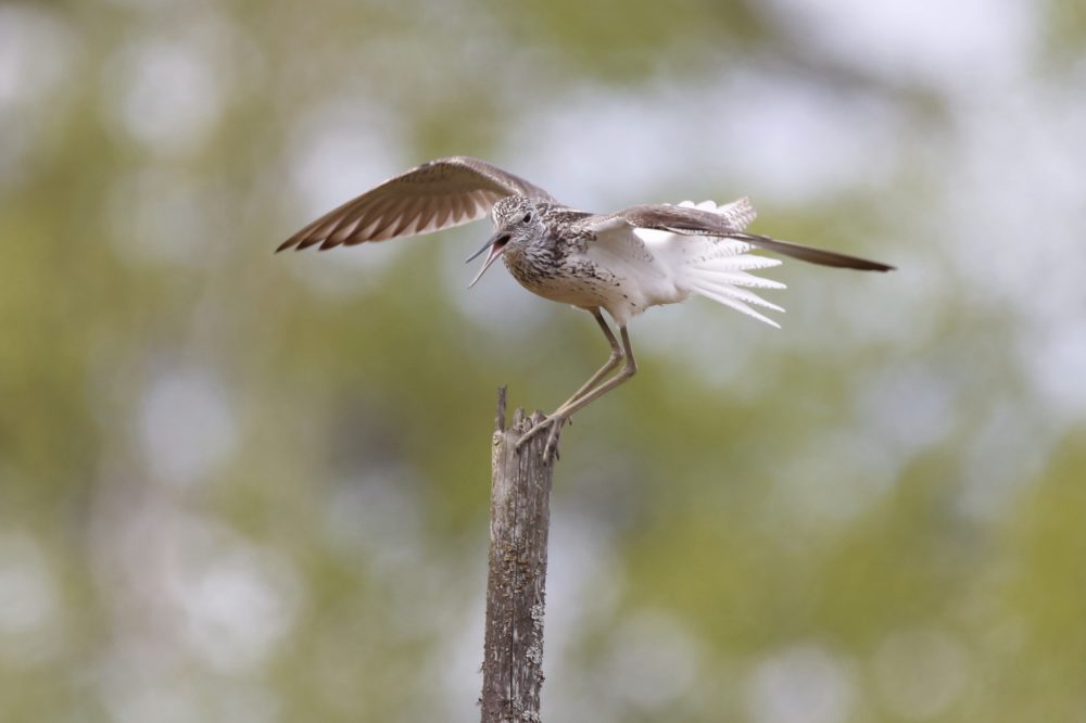 Valkoviklo balanssissa