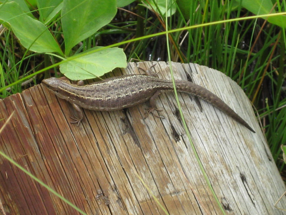 Sisilisko ( Zootoca vivipara )