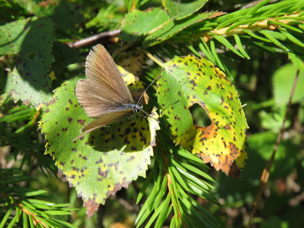 Seurallinen perhonen
