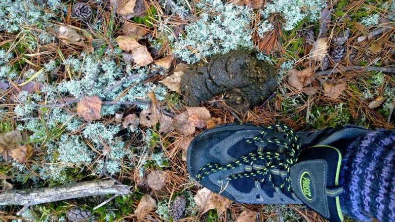 Mikä uloste on kenenkin – läjien anatomia