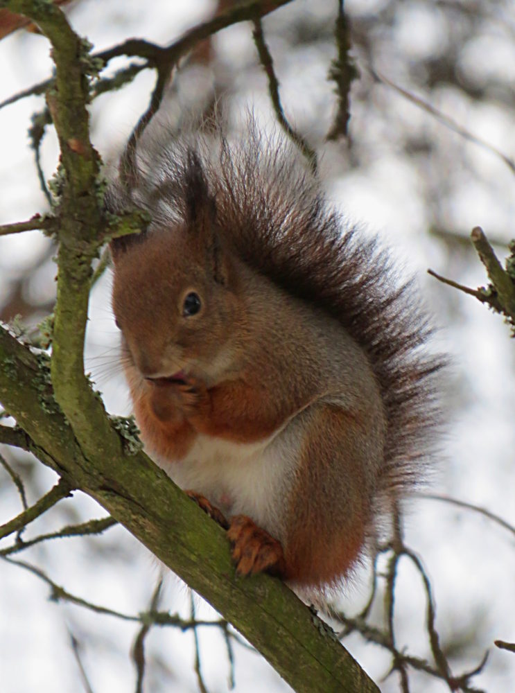 Puhtaus on puoli ruokaa