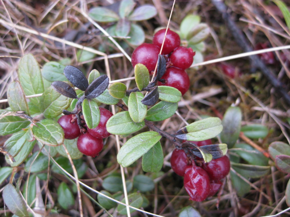 Puolukka