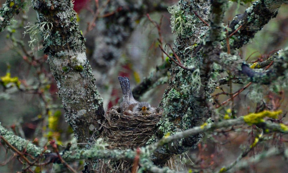 Kolean sään hautoja