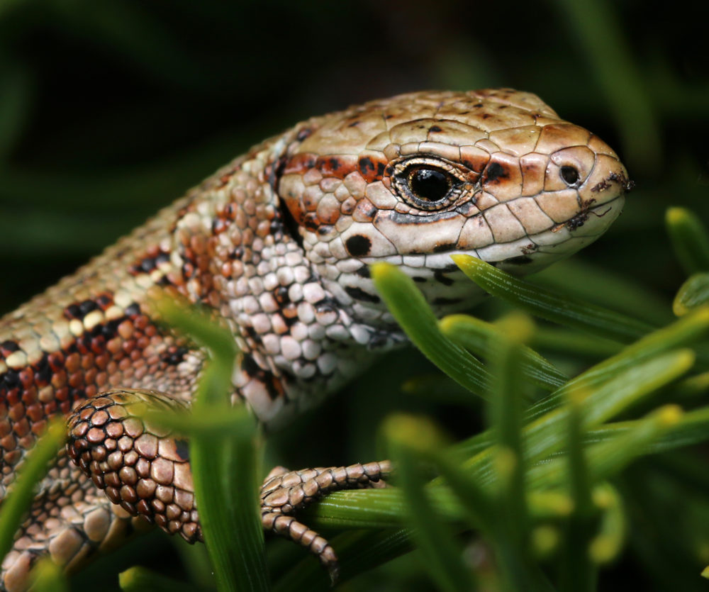 Ensimmäinen sisilisko