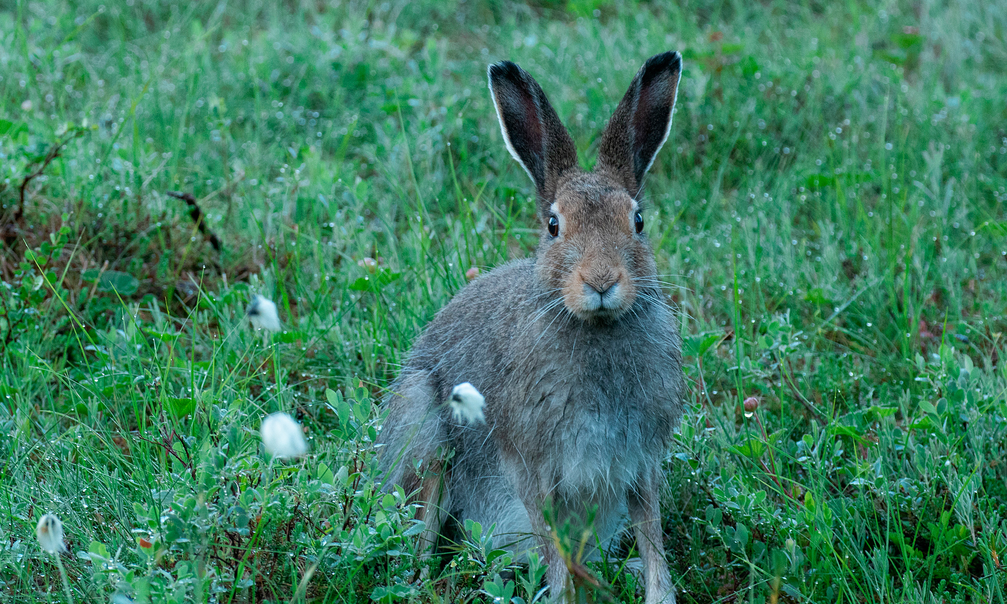 Suomen Luonto - Nisakkaiden-aania