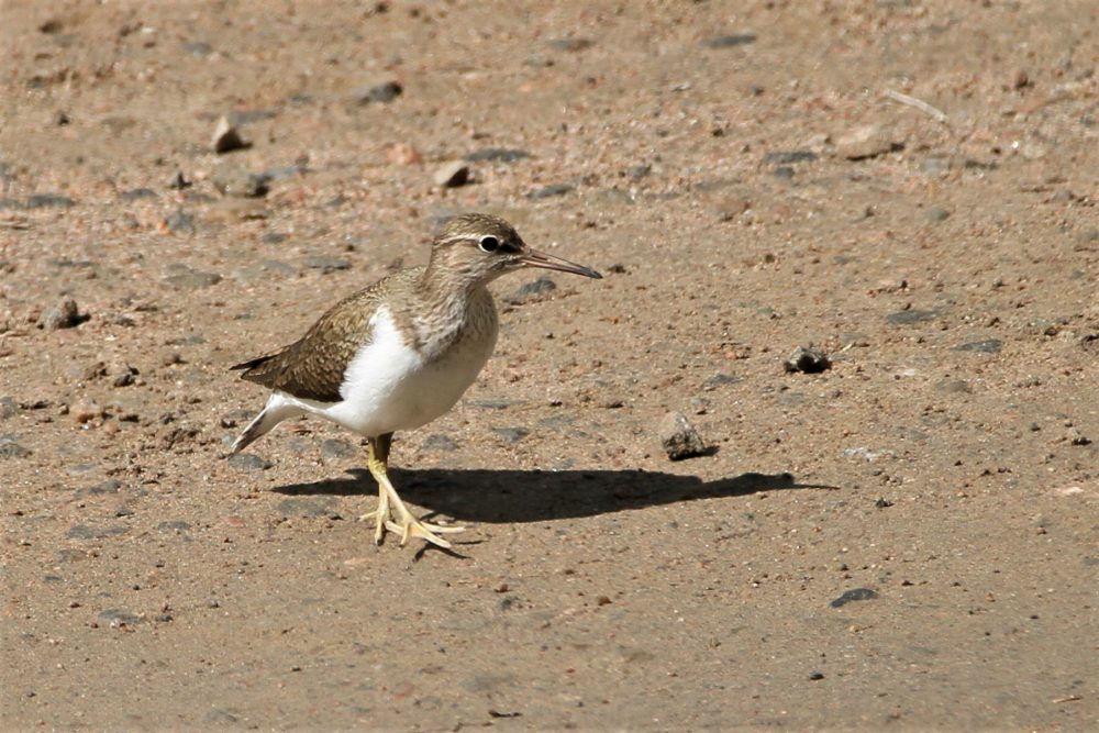 Rantasipi päiväkävelyllä