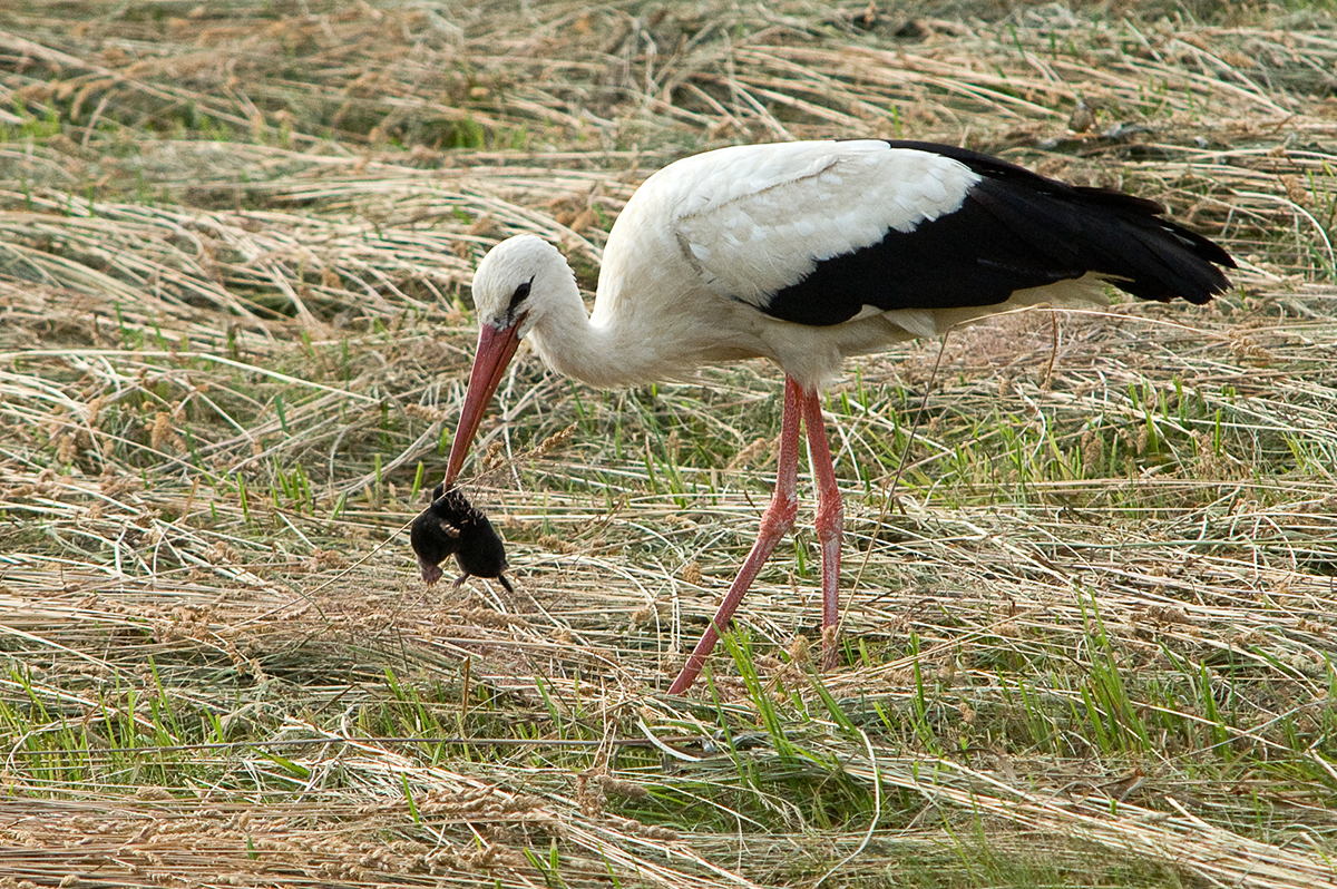Suomen Luonto - Kontiainen