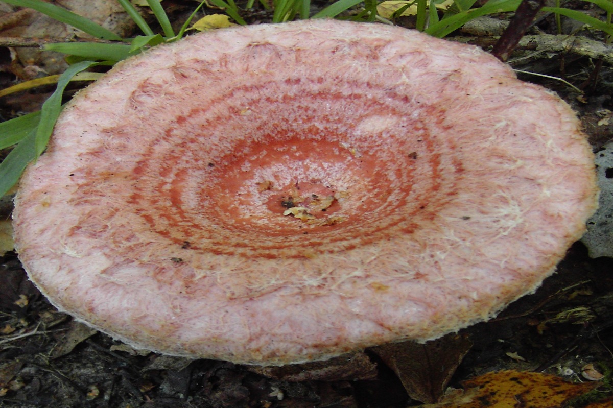 Suomen Luonto - Terpeenit