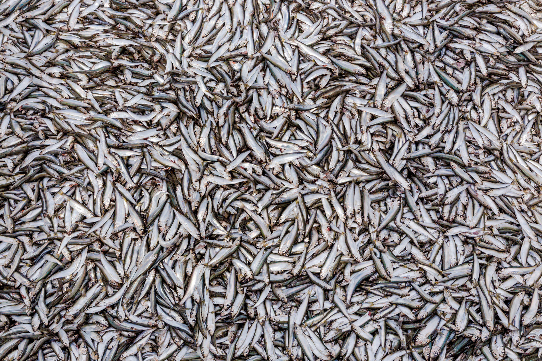 Suomen Luonto - Kalankasvatus