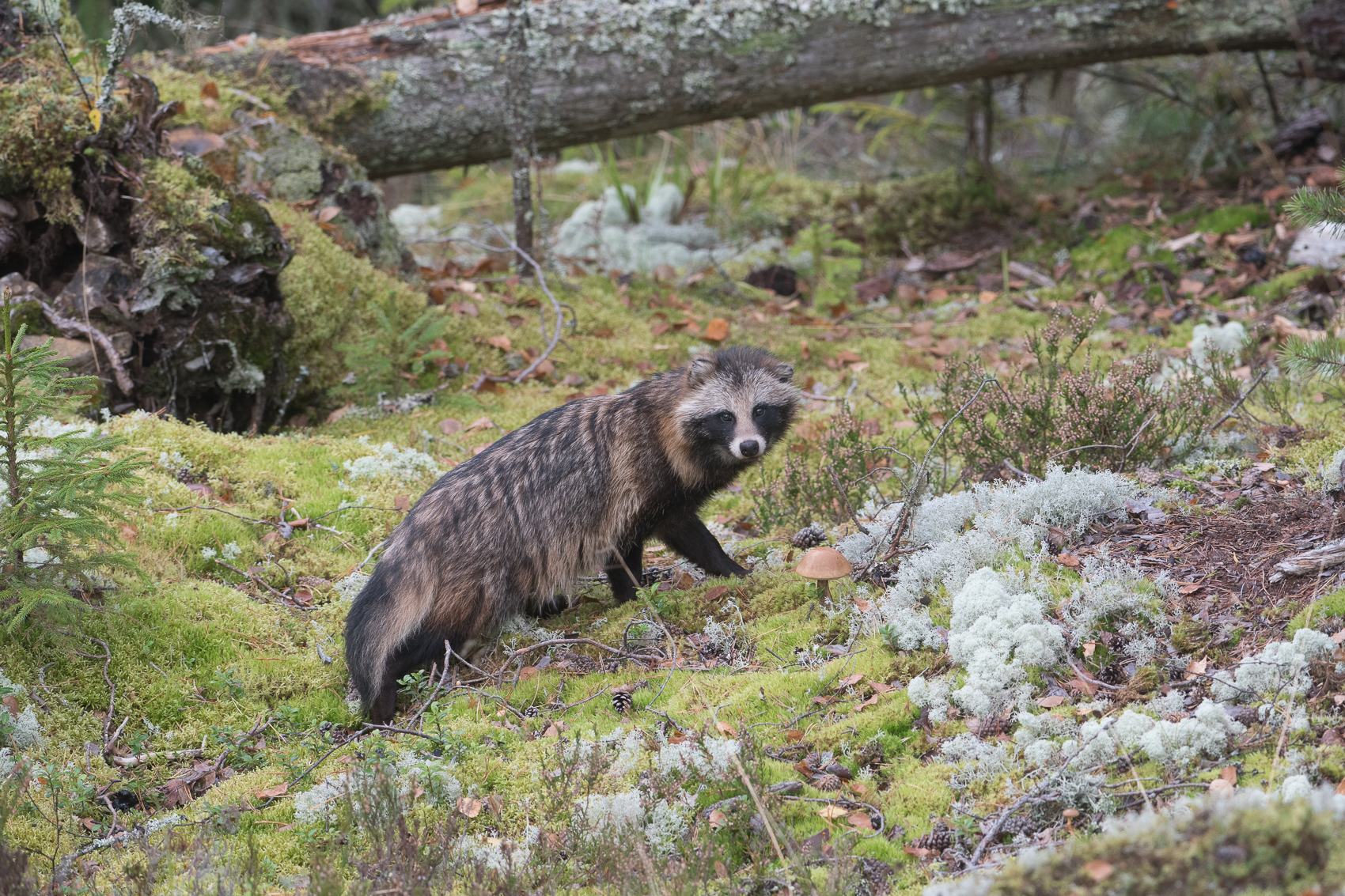Suomen Luonto - Supikoira