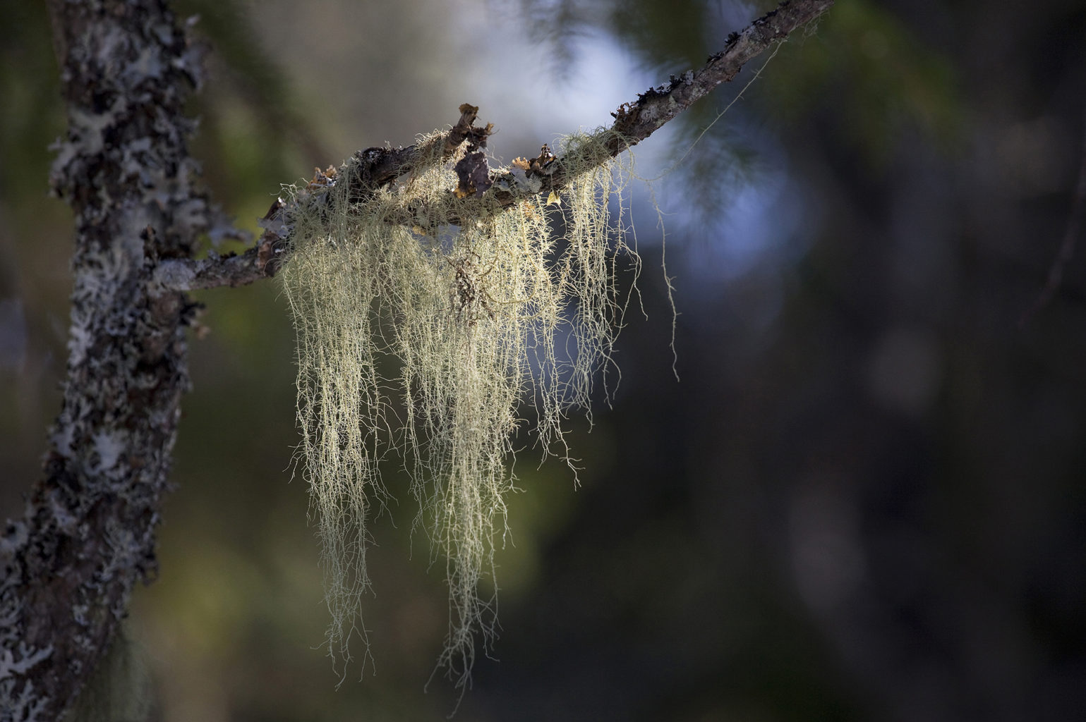 Pääkirjoitus: Ulkomuseossa