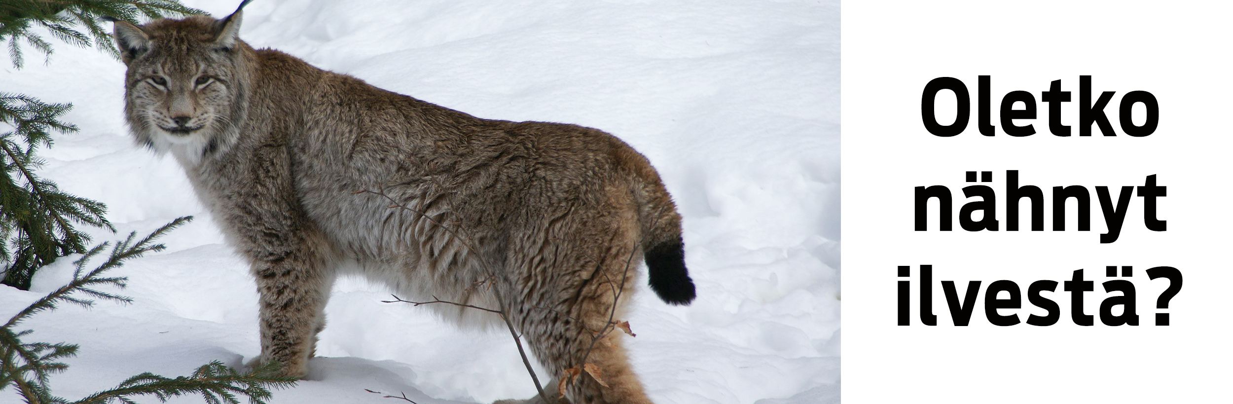 Suomen Luonto - Ilves