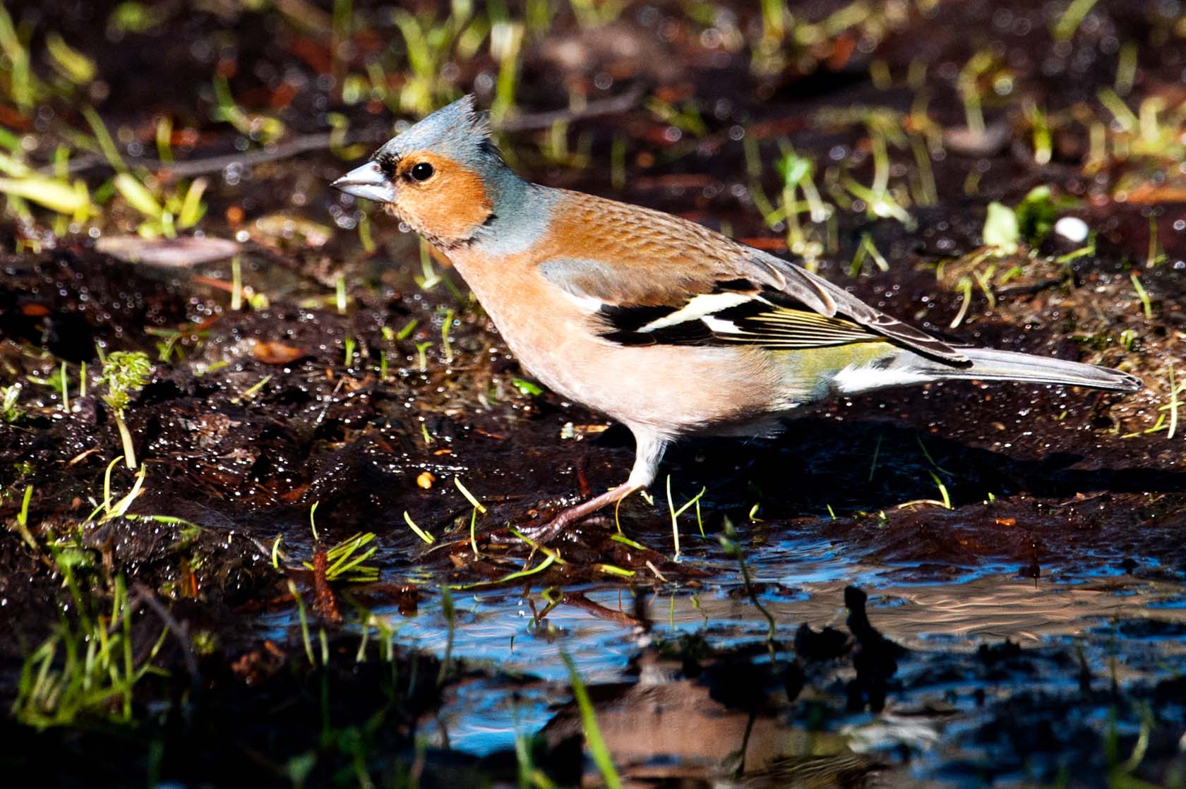 Suomen Luonto - Peippo