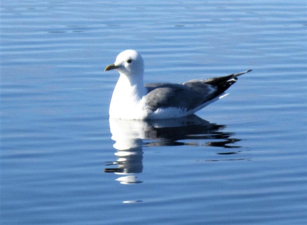 Lokki