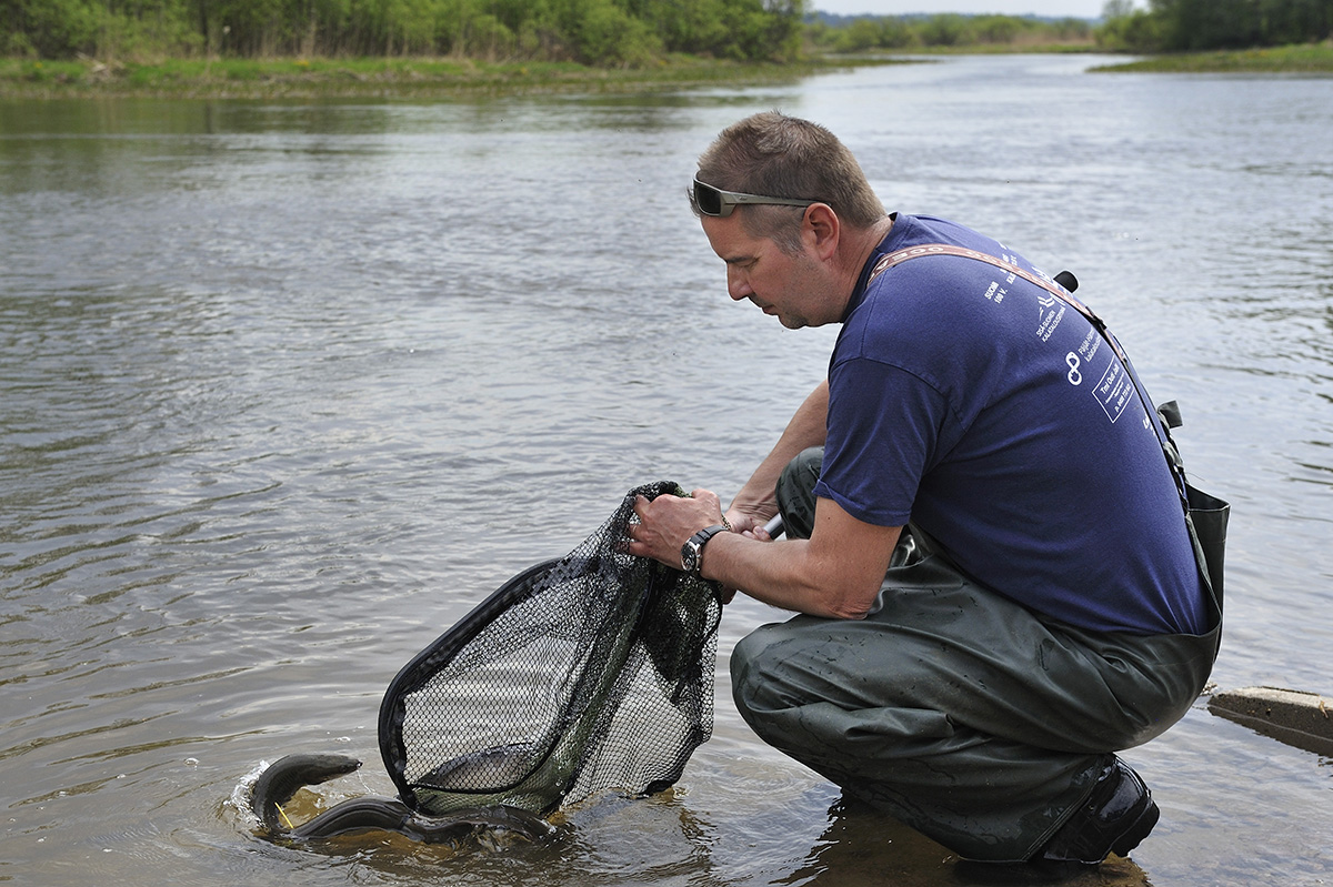 Suomen Luonto - Ankeriaat