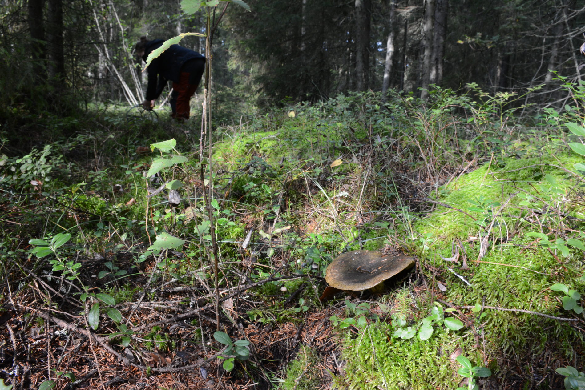 Mustarousku vai pulkkosieni?