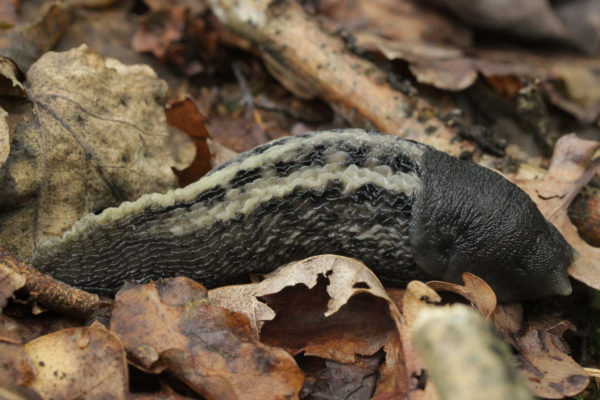 Ukkoetana on Euroopan suurin