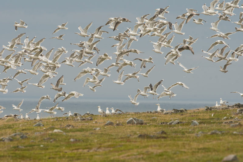 Linturetkellä: Merilokki, harmaalokki ja pikkukajava