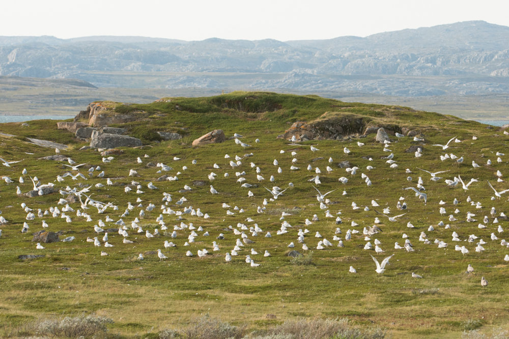 Linturetkellä: Merilokki, harmaalokki ja pikkukajava
