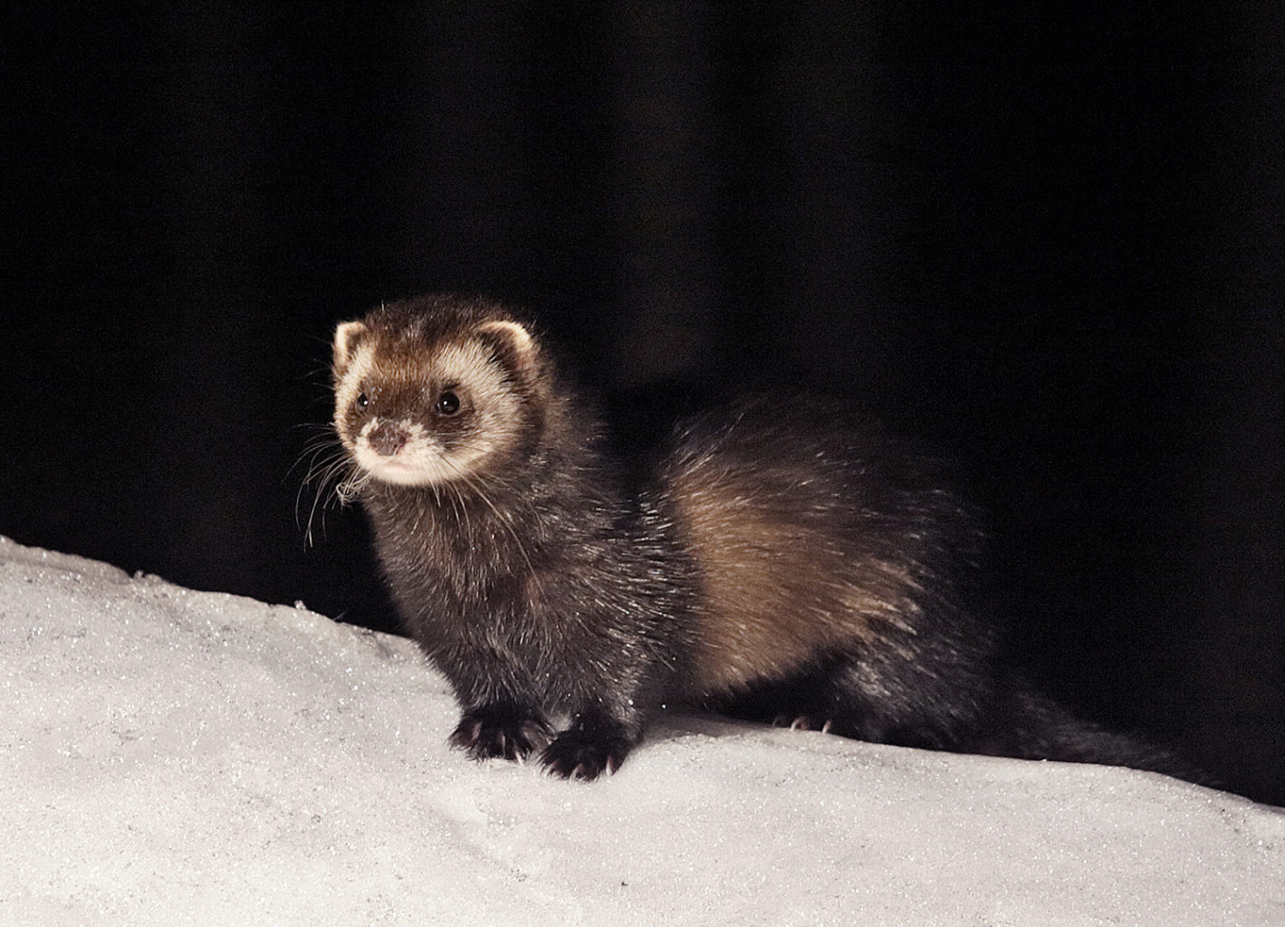 Mitä näin hilleriretkellä