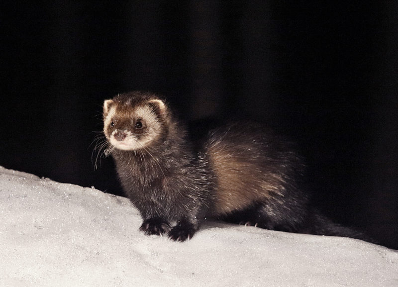 Mitä näin hilleriretkellä