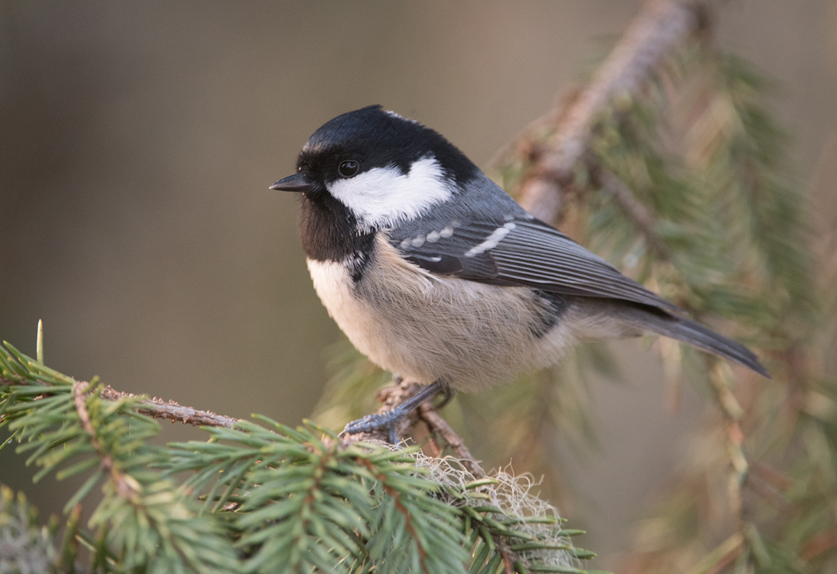 Metsän hiljaisuudesta kuuluvat linnut!