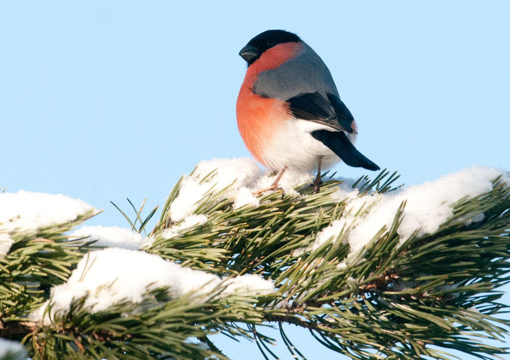 Aivan ihana punatulkku