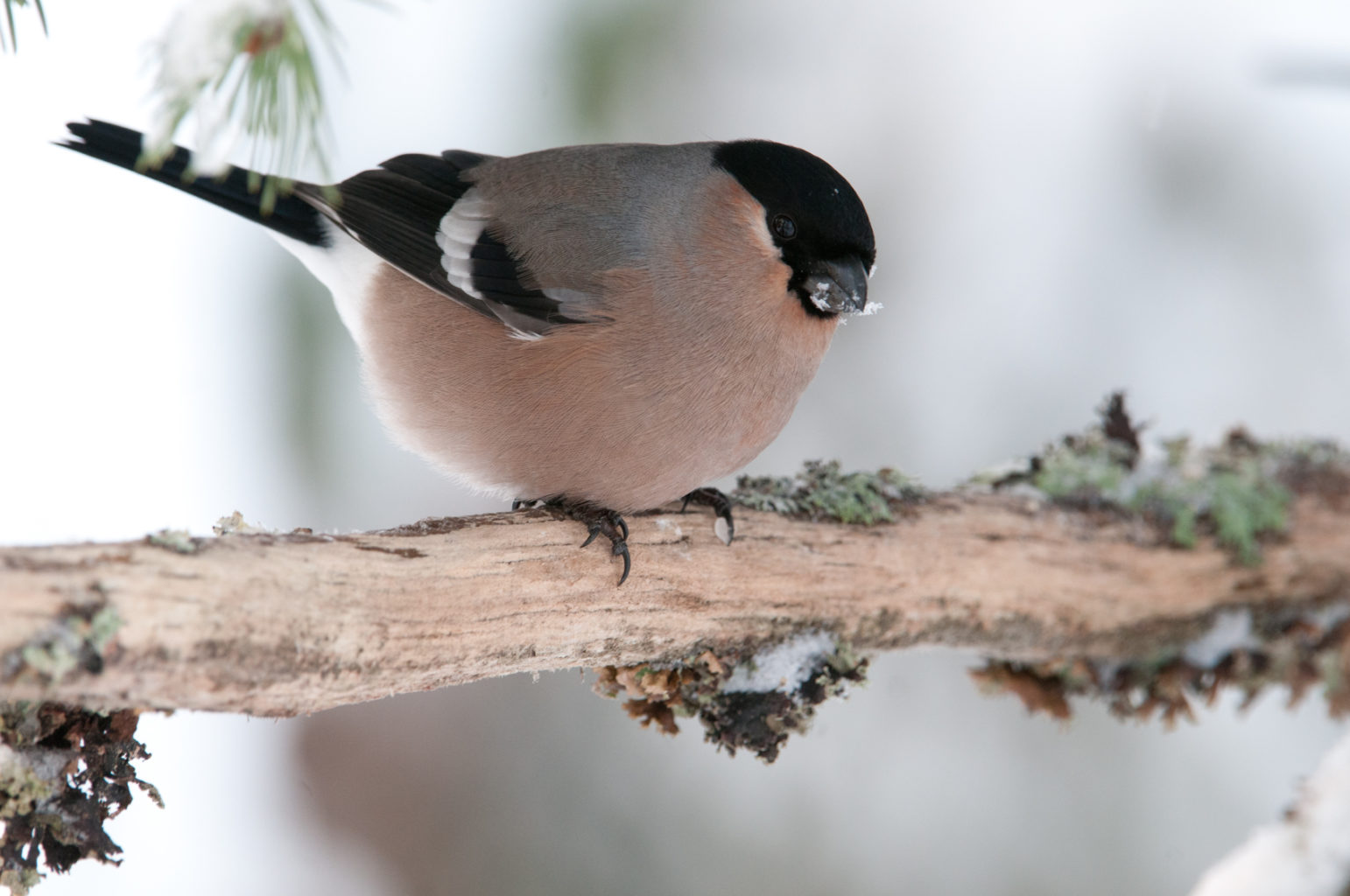 Aivan ihana punatulkku