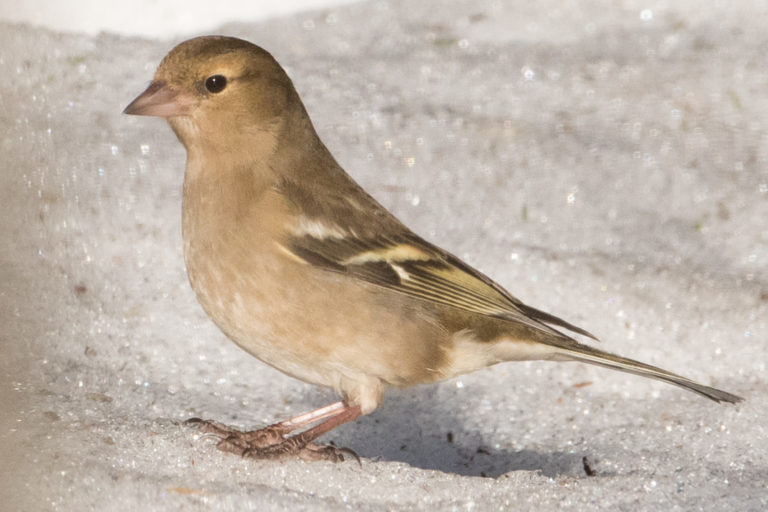 Peippojakin talvehtii