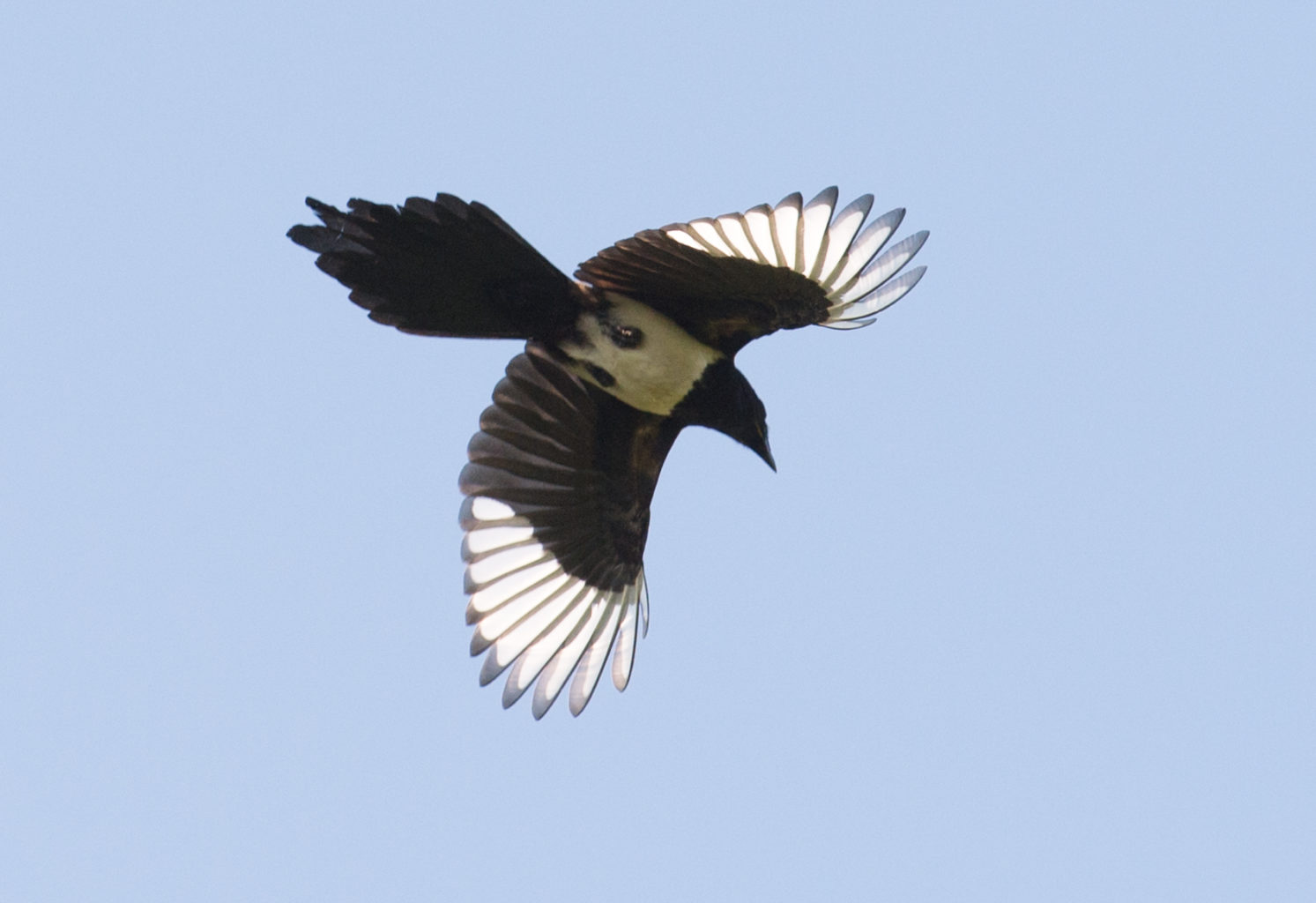 Herra harakka hieno niin...