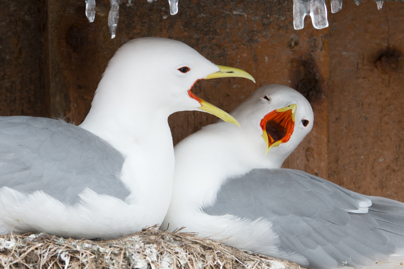 Pikkukajavan kaksi erilaista lintuvuorta