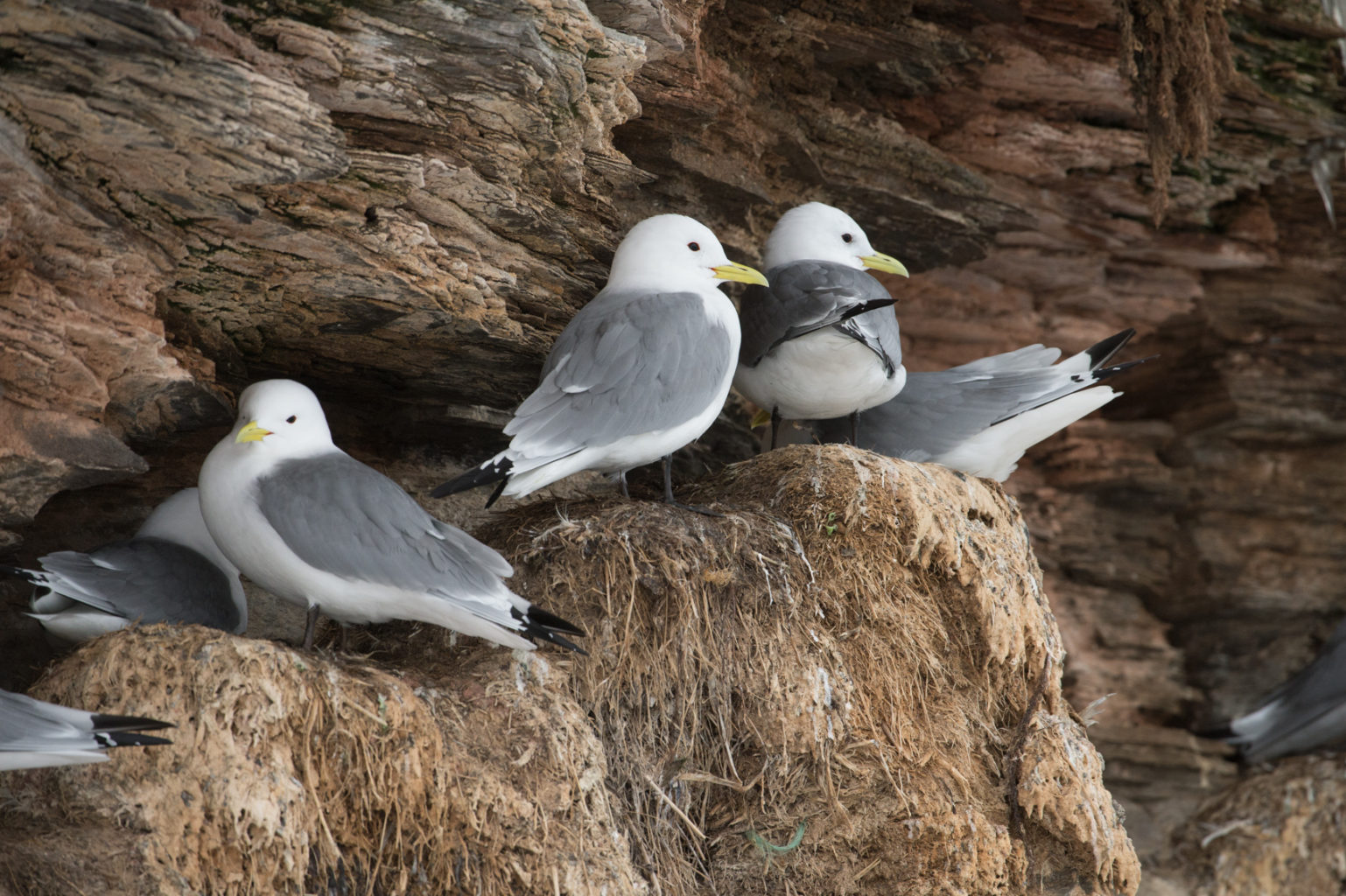 Pikkukajavan kaksi erilaista lintuvuorta