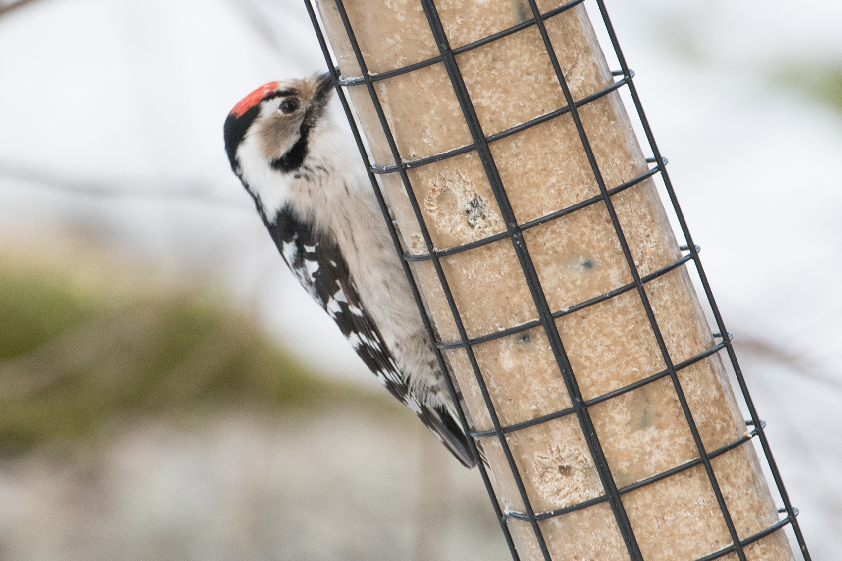 Pikkutikka tuli tänään ruokintapaikalle