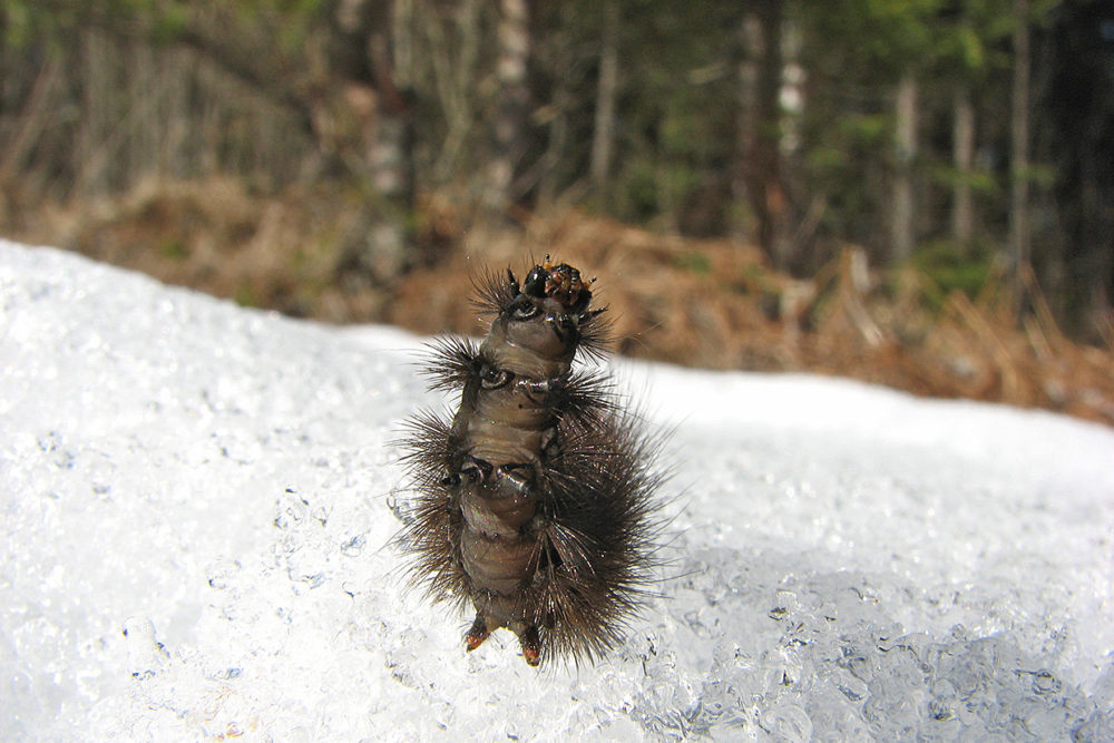 Kevään ensimmäinen perhonen on toukka
