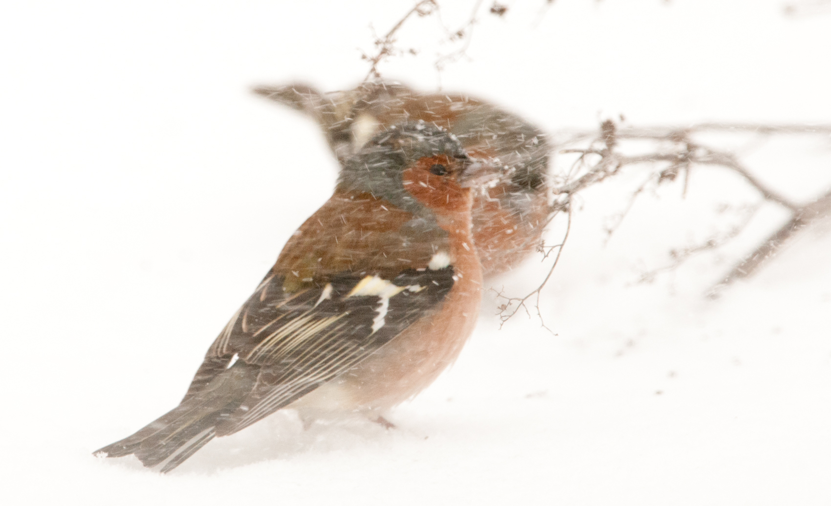 Peippo voi joutua lujille takatalvessa