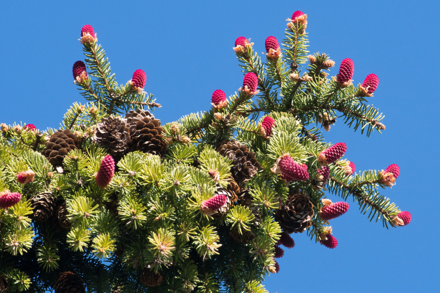 Kuusi ja mänty kukassa