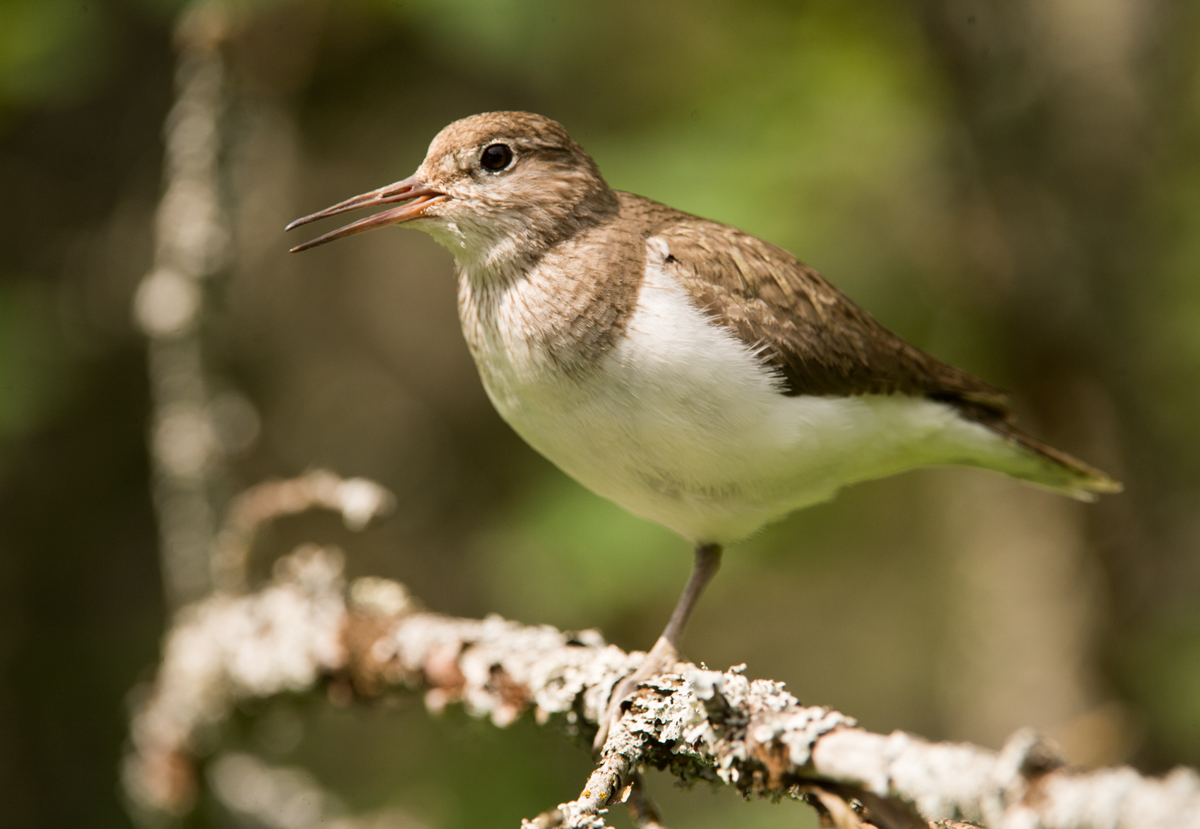 Rantasipi Juhannusrannoilla