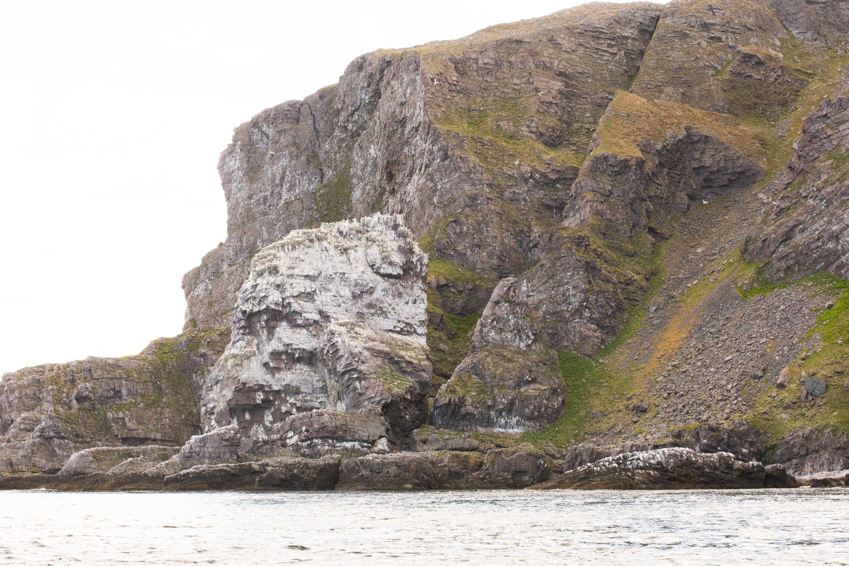 Pohjoisen pallonpuoliskon suurin merilintu suula pesii lähellä Suomea ...