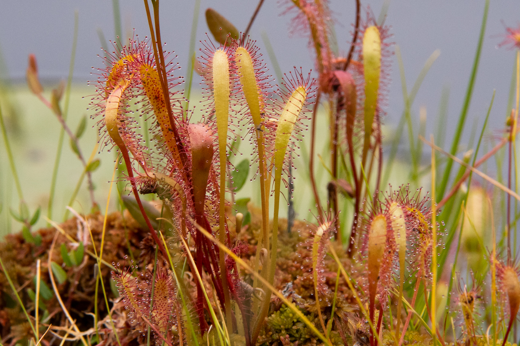 Kihokki kiehtoo katalasti ja kietoo kuolettavasti