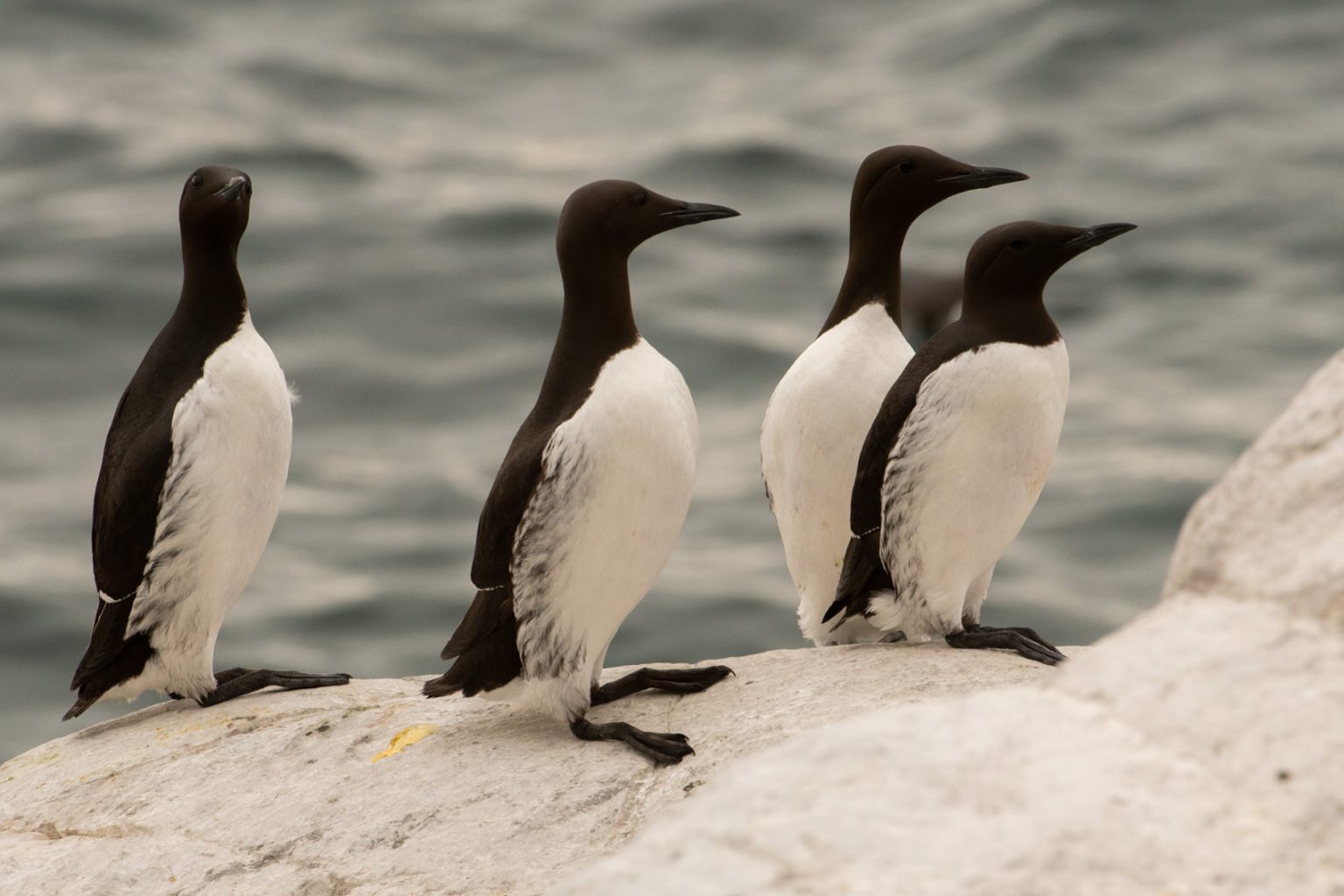 Kuin lentävä pingviini