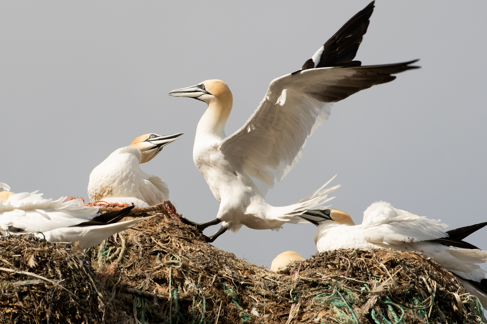 Pohjoisen pallonpuoliskon suurin merilintu suula pesii lähellä Suomea ...